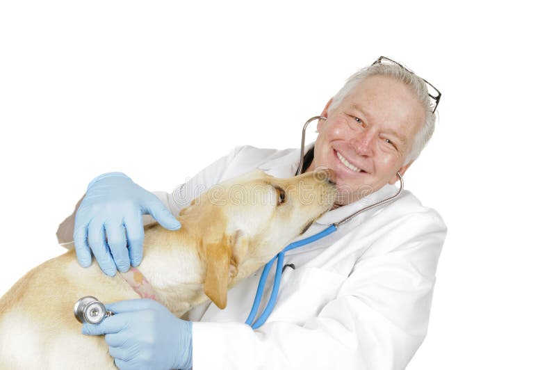 Vet checking dog stock photo. Image of mammal, practitioner - 37472838