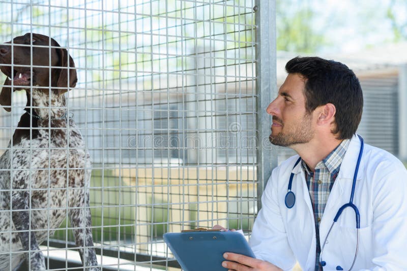 Vet checking dog in pen stock image. Image of holding - 291367459