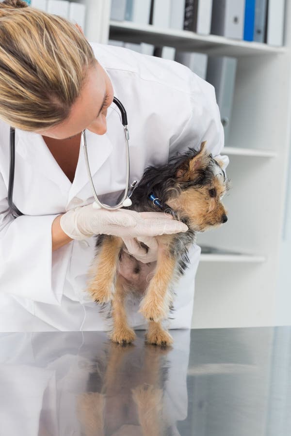 Vet checking a puppy dog stock image. Image of adult - 26690215