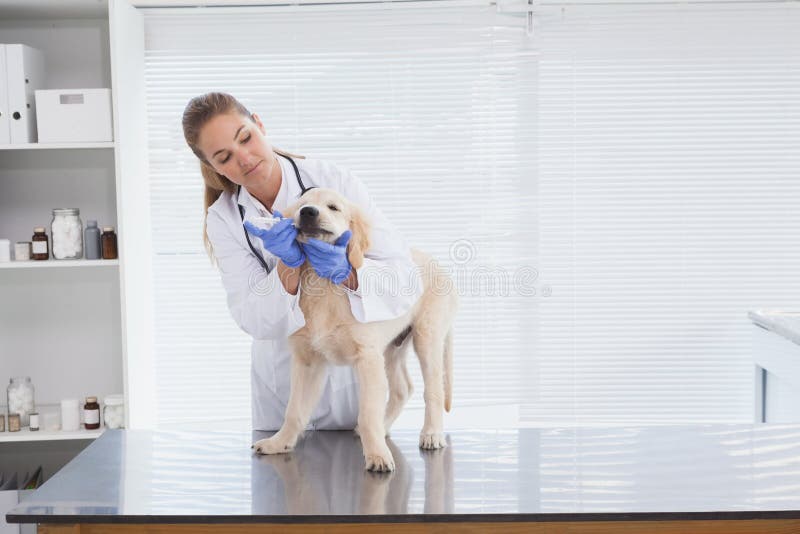 Vet checking a small dog stock photo. Image of adult - 57367128