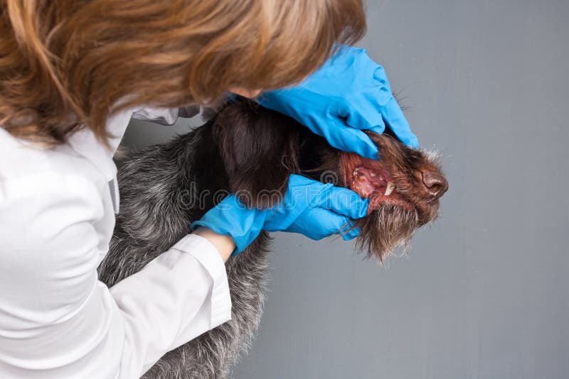 Vet checking teeth of dog stock image. Image of hygiene - 111015609
