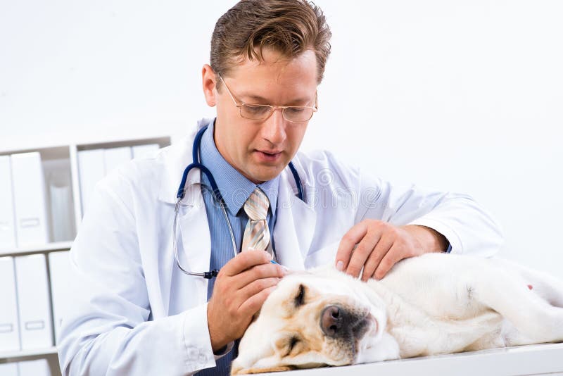 Vet Checks the Health of a Dog Stock Photo - Image of background ...