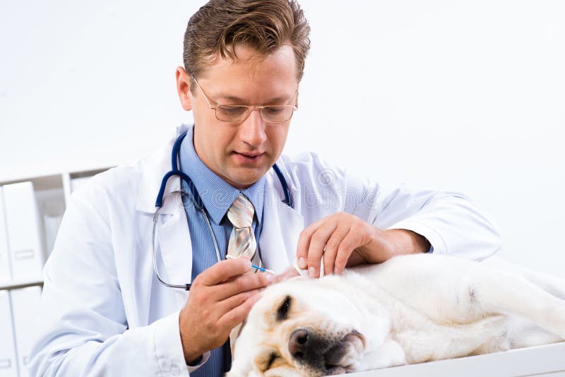 Vet dog skin stock photo. Image of occupation, healthcare - 29924440