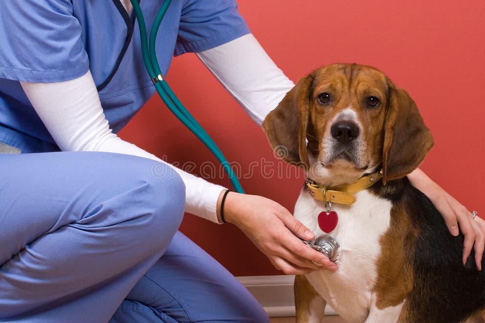 Vet Checkup stock image. Image of expression, checkup - 7645639
