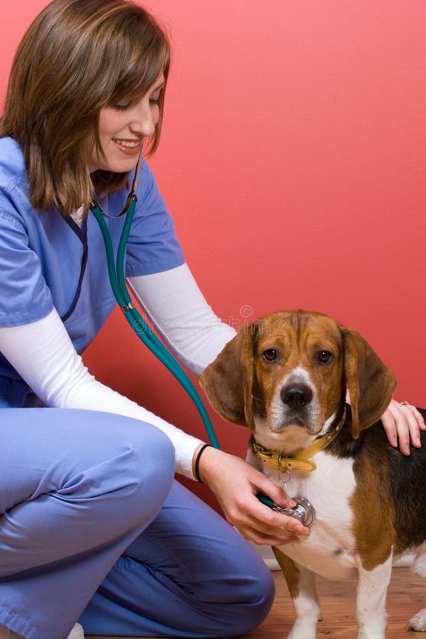 Vet Checkup stock image. Image of compassion, happy, doctor - 8403319