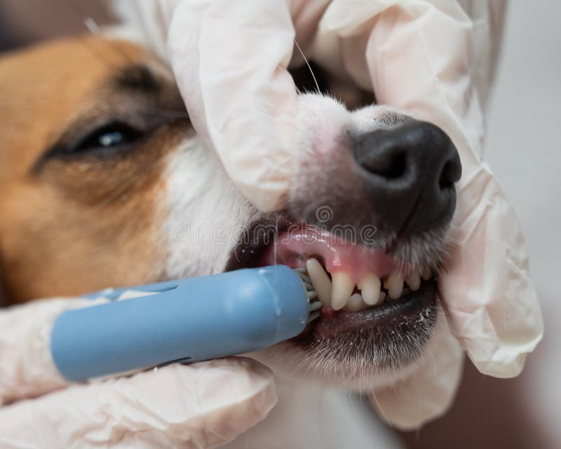 A Vet is Cleaning the Teeth of a Jack Russell Terrier. Stock Photo ...