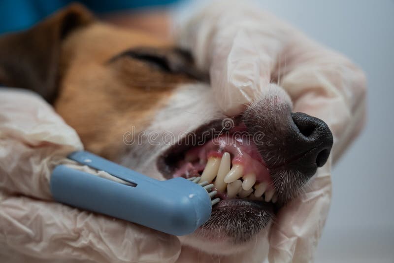 A Vet is Cleaning the Teeth of a Jack Russell Terrier. Stock Image ...