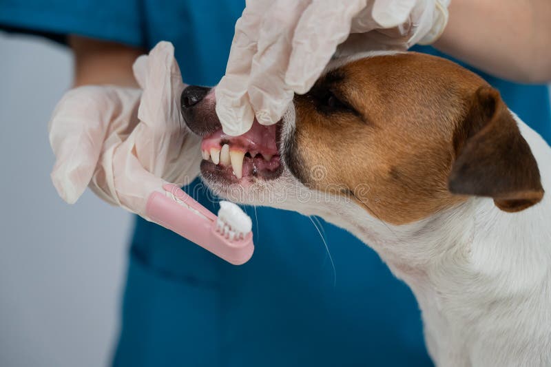A Vet is Cleaning the Teeth of a Jack Russell Terrier. Stock Photo ...