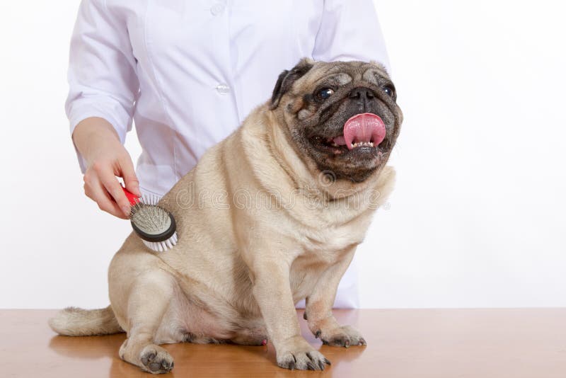 The Vet Combed Wool Pug Dog on White Background Stock Image - Image of ...