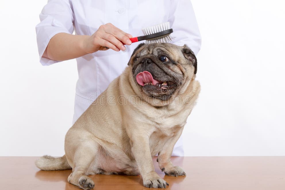 The Vet Combed Wool Pug Dog on White Background Stock Image - Image of ...