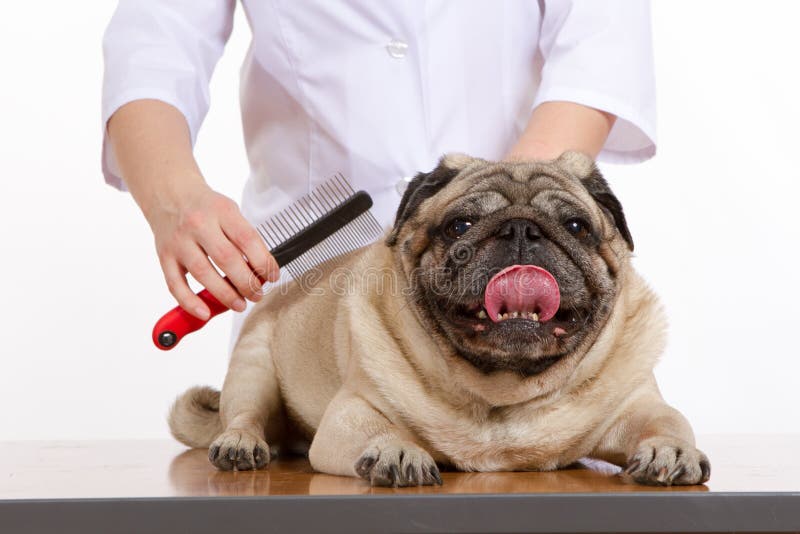 The Vet Combed Wool Pug Dog on White Background Stock Image - Image of ...