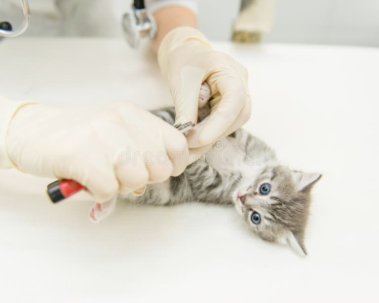 Vet cutting cat toenails stock photo. Image of office - 84754042