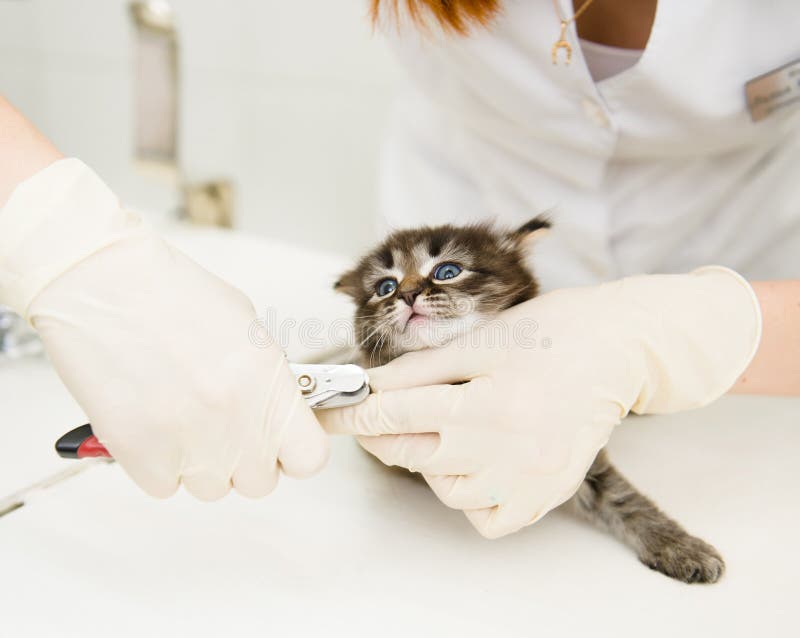 Vet cutting cat toenails stock image. Image of equipment - 78154553