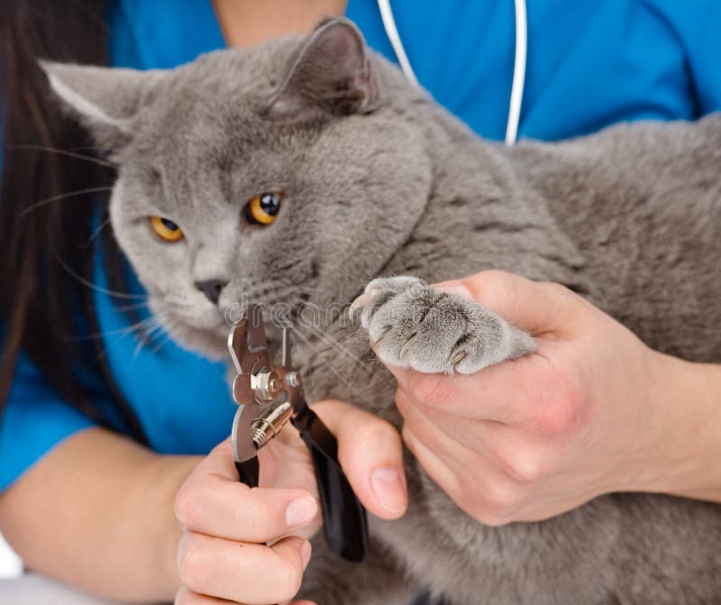 Person Cutting Dog Toenails. Isolated on White Background Stock Image ...