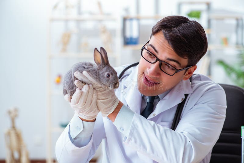 The Vet Doctor Checking Up Rabbit in His Clinic Stock Photo - Image of ...