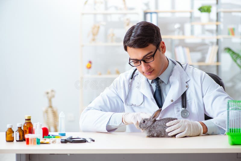 The Vet Doctor Checking Up Rabbit in His Clinic Stock Photo - Image of ...