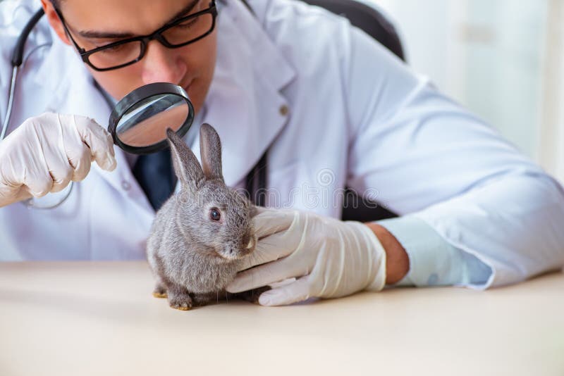 The Vet Doctor Checking Up Rabbit in His Clinic Stock Image - Image of ...