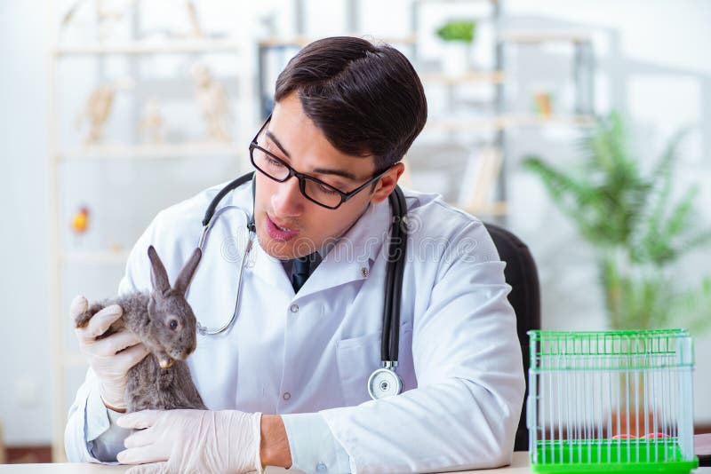 The Vet Doctor Checking Up Rabbit in His Clinic Stock Photo - Image of ...