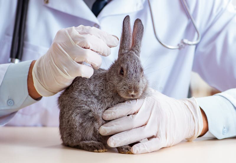 Vet Doctor Checking Up Rabbit in His Clinic Stock Photo - Image of ...