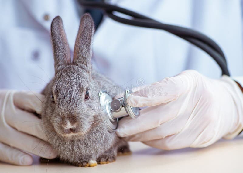 Vet Doctor Checking Up Rabbit in His Clinic Stock Image - Image of ...