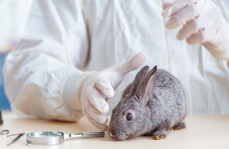 Vet Doctor Checking Up Rabbit in His Clinic Stock Image - Image of ...