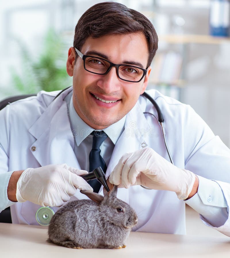 Vet Doctor Checking Up Rabbit in His Clinic Stock Photo - Image of ...
