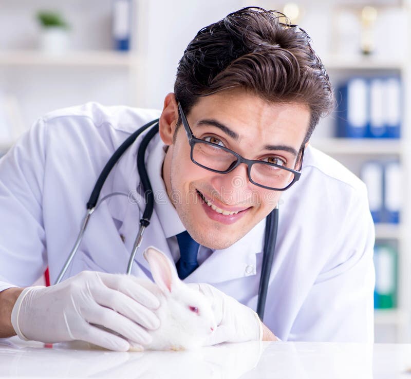 Vet Doctor Examining Rabbit in Pet Hospital Stock Image - Image of ...