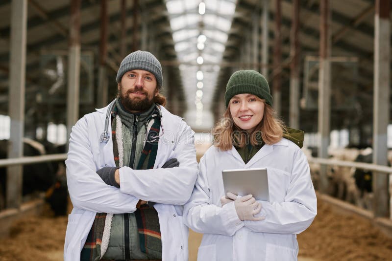 Vet Doctors Working in Team on Farm Stock Photo - Image of coworker ...