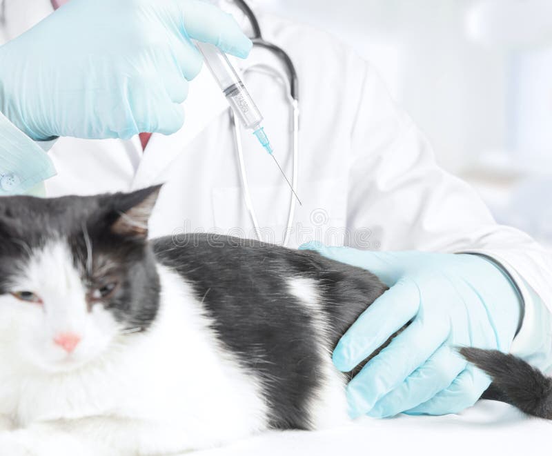 Rabbit at Vet Clinic stock image. Image of professional - 15835289