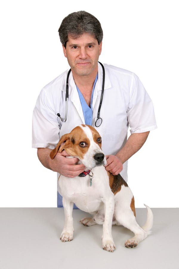 Veterinarian Doctor and a Beagle Puppy Stock Photo - Image of ...