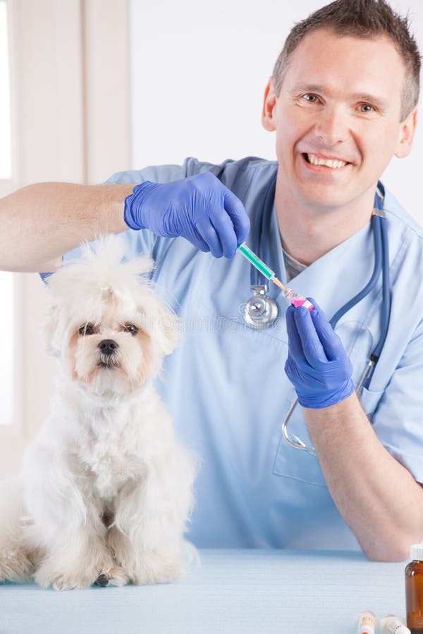 Vet dog and client stock image. Image of medical, health - 30453331