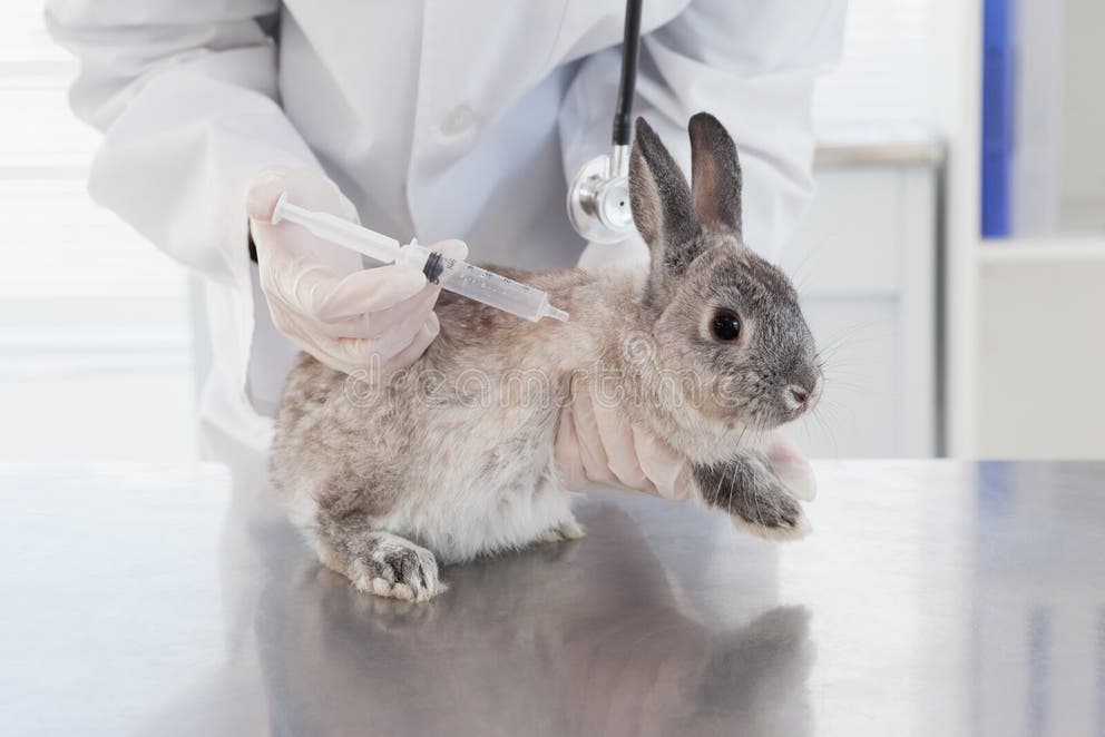 Vet Doing Injection at a Rabbit Stock Photo - Image of injection ...