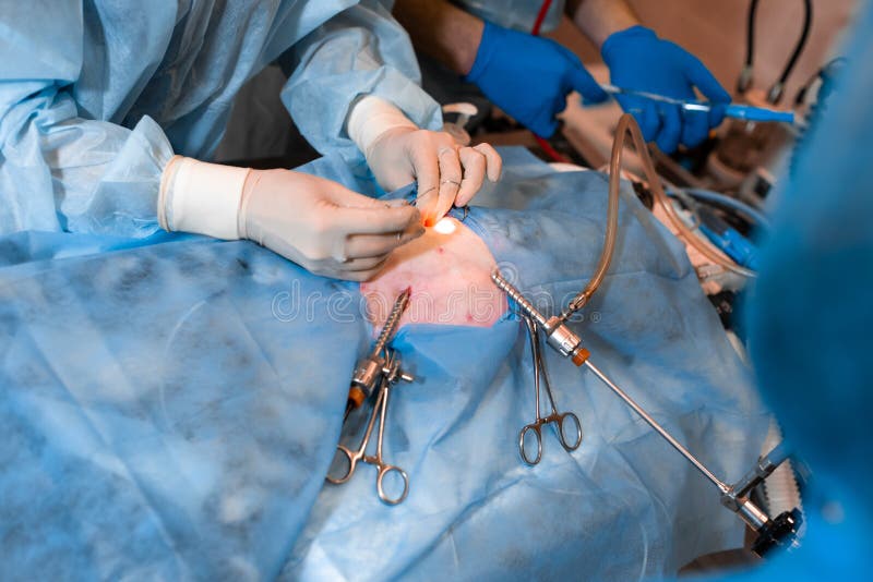 Vet Doing the Operation for Sterilization. the Cat on the Operating ...