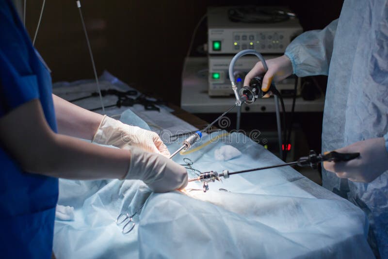 Vet Doing the Operation for Sterilization. the Cat on the Operating ...
