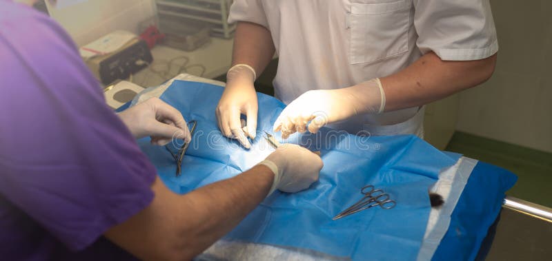 Vet Doing the Operation for Sterilization. the Cat on the Operating ...