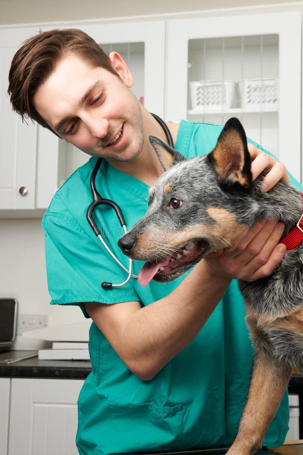 Vet Examining Dog in Surgery Stock Photo - Image of medical, uniform ...