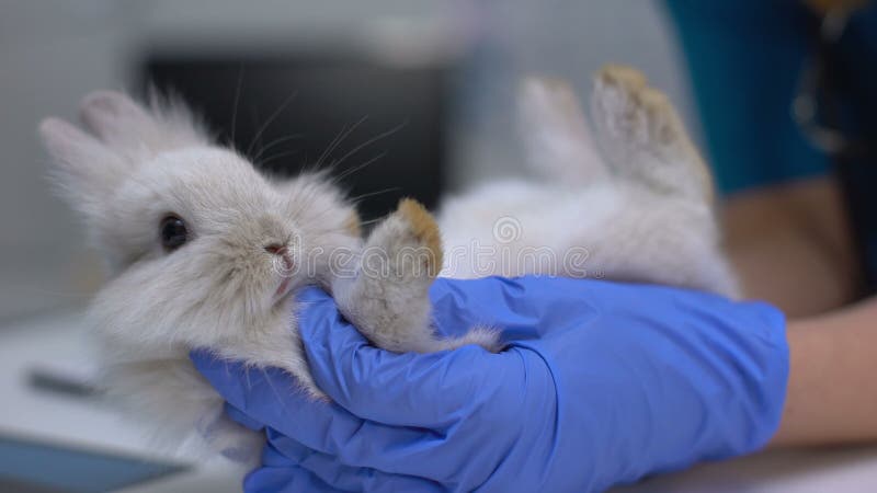 Vet Examining Bunny Foot for Injury, Searching Ulcers, Pododermatitis ...