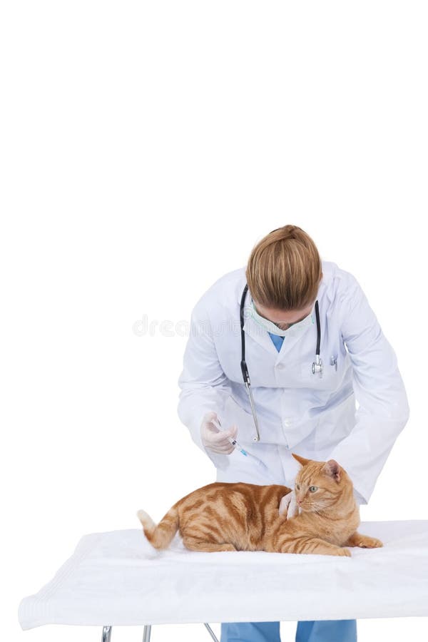 Vet Giving a Cat a Check Up Stock Photo - Image of examining, health ...