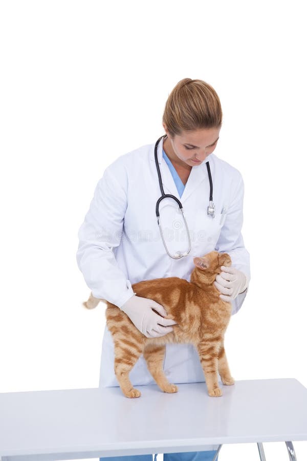 Vet Giving a Cat a Check Up Stock Photo - Image of examining, health ...