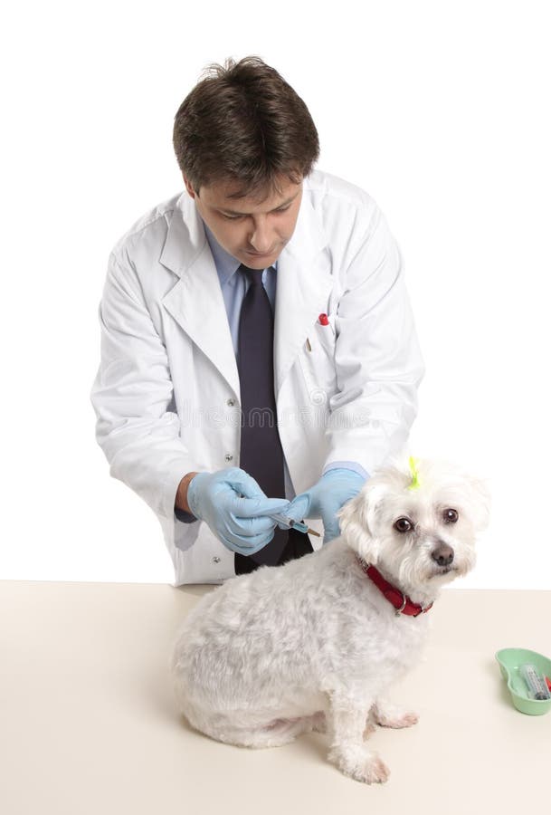 Vet Giving Dog Injectable Medication Stock Image - Image of medicine ...