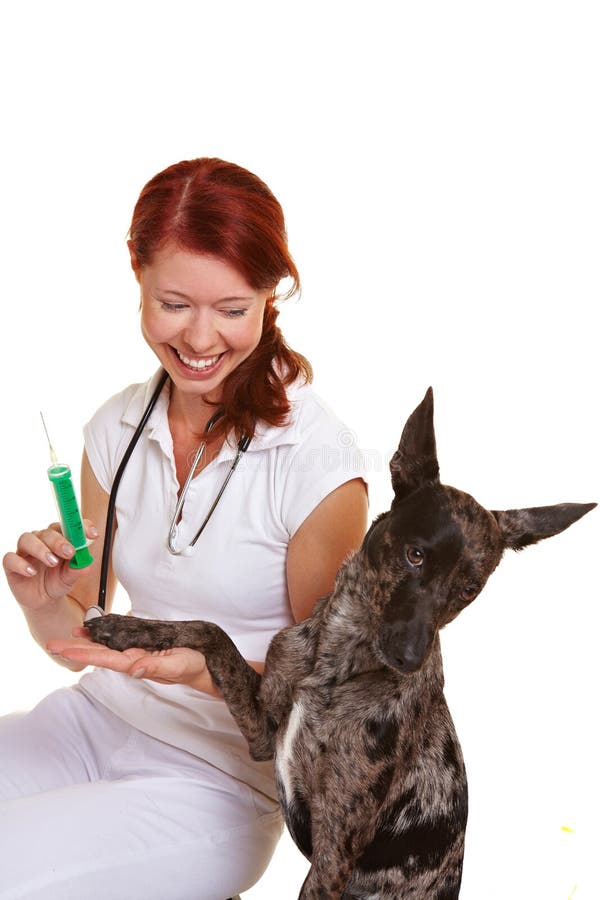 Vet Giving Injection in Dog Paw Stock Image - Image of portrait ...