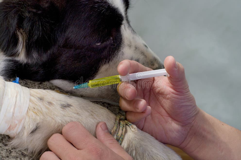 Vet Giving Injection with Syringe Stock Photo - Image of smiling ...