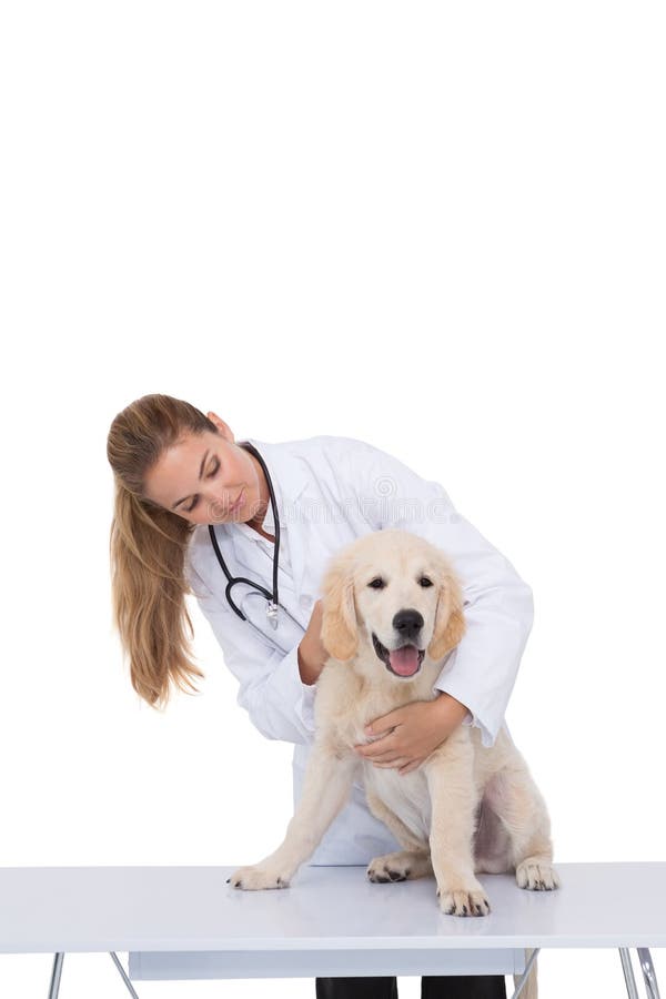 Vet Giving a Cat a Check Up Stock Photo - Image of examining, health ...