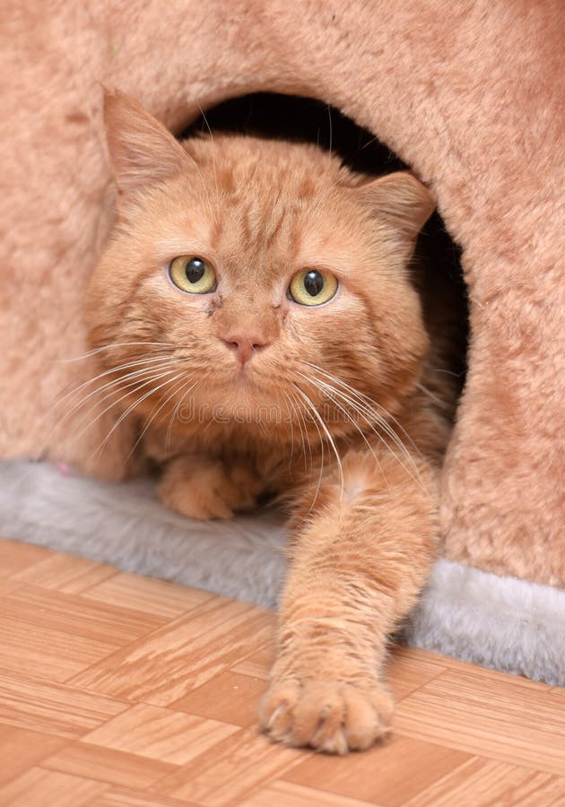 Vette rode kat stock foto. Afbeelding bestaande uit vlezig - 52848630