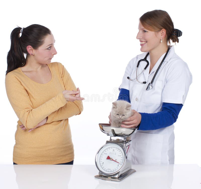 Cat on a scale. stock image. Image of animal, scales - 30284567