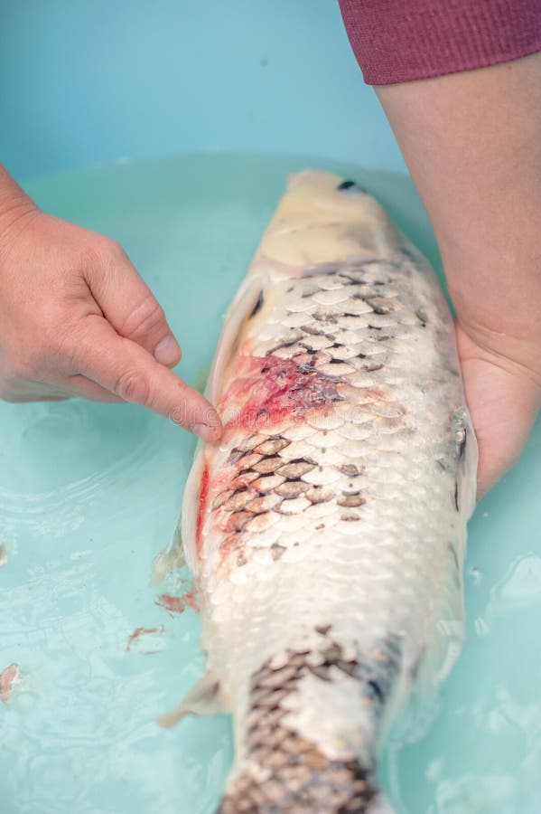 Vet with koi fish stock photo. Image of fishing, aquaculture - 46005486