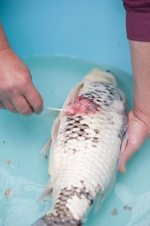 Vet with koi fish stock photo. Image of industry, pond - 46005508
