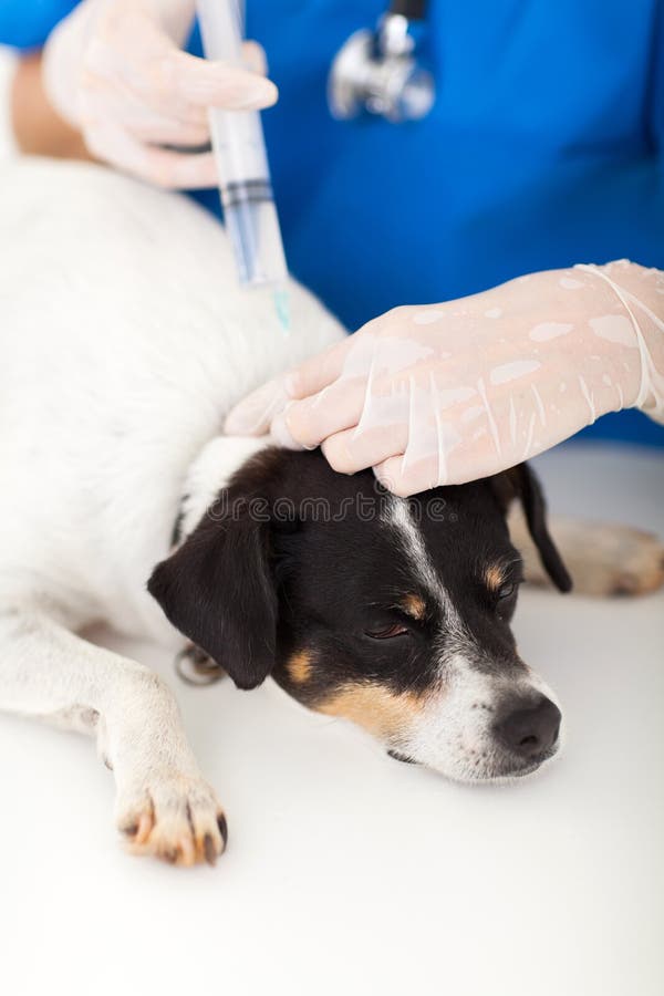 Nurse injecting dog stock image. Image of hands, profession - 29924795