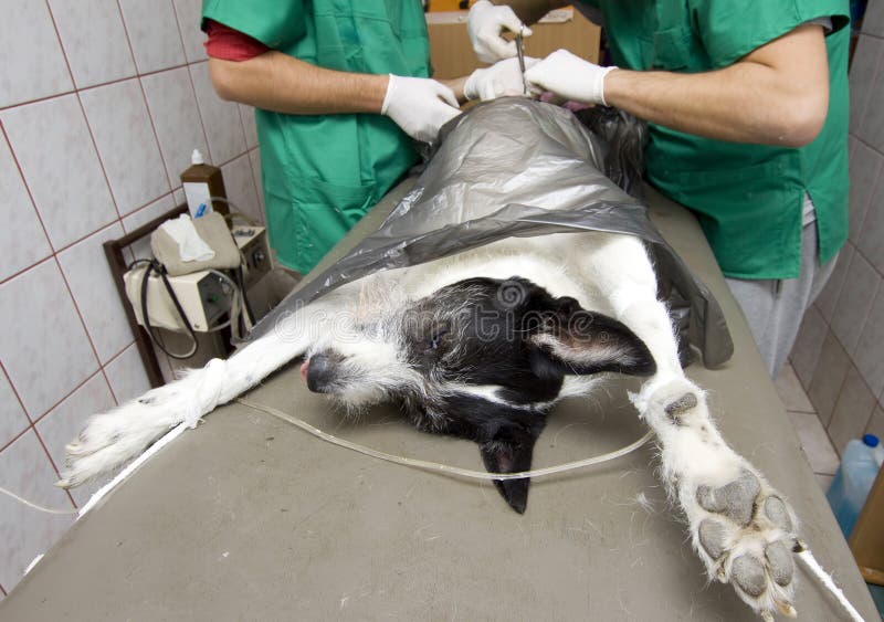 Vet operating animal stock image. Image of numbers, animal - 16578023