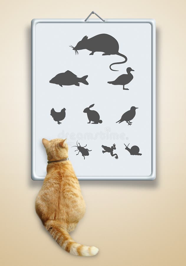 Vet Optometry Chart for Cats Stock Image - Image of sick, eyesight ...